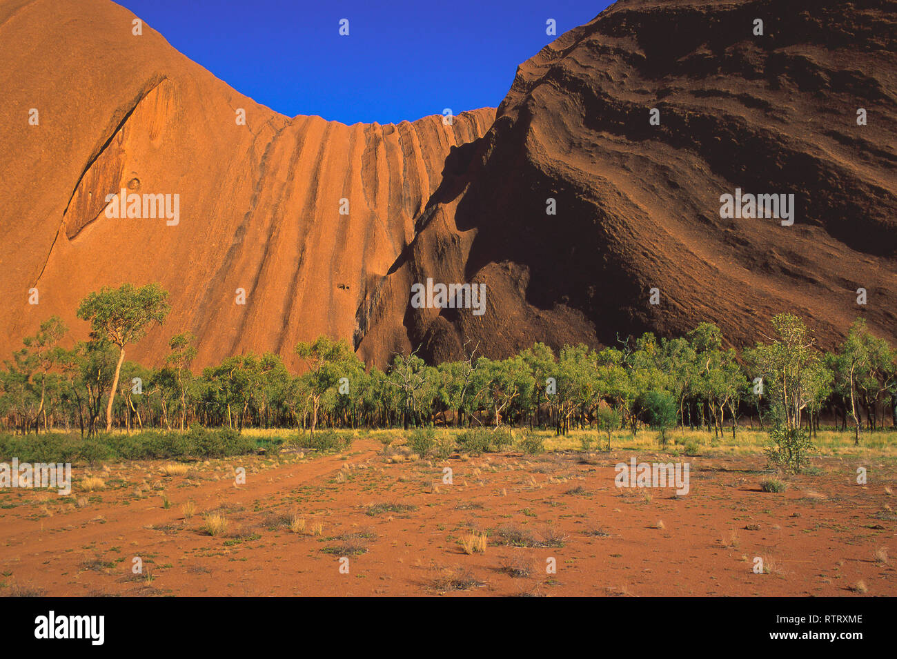 Eucalyptus tree ayers rock uluru kata hi-res stock photography and ...