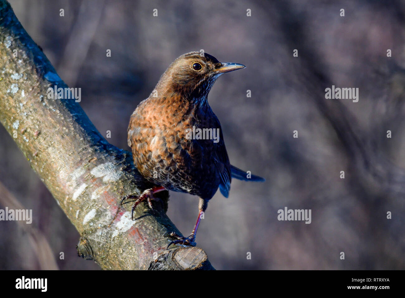 Guest bird hi-res stock photography and images - Alamy