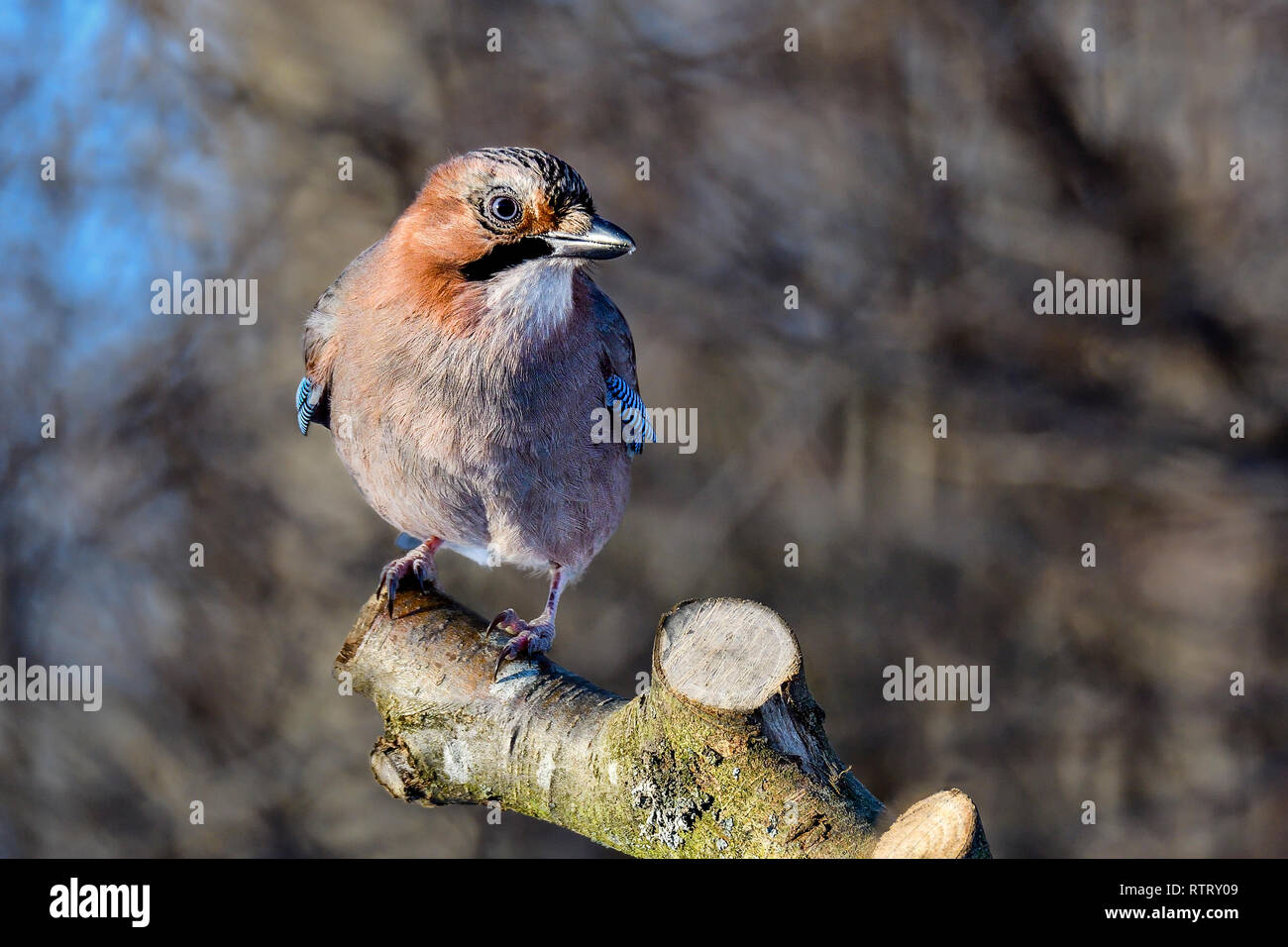 Eurasian jay feathers hi-res stock photography and images - Alamy
