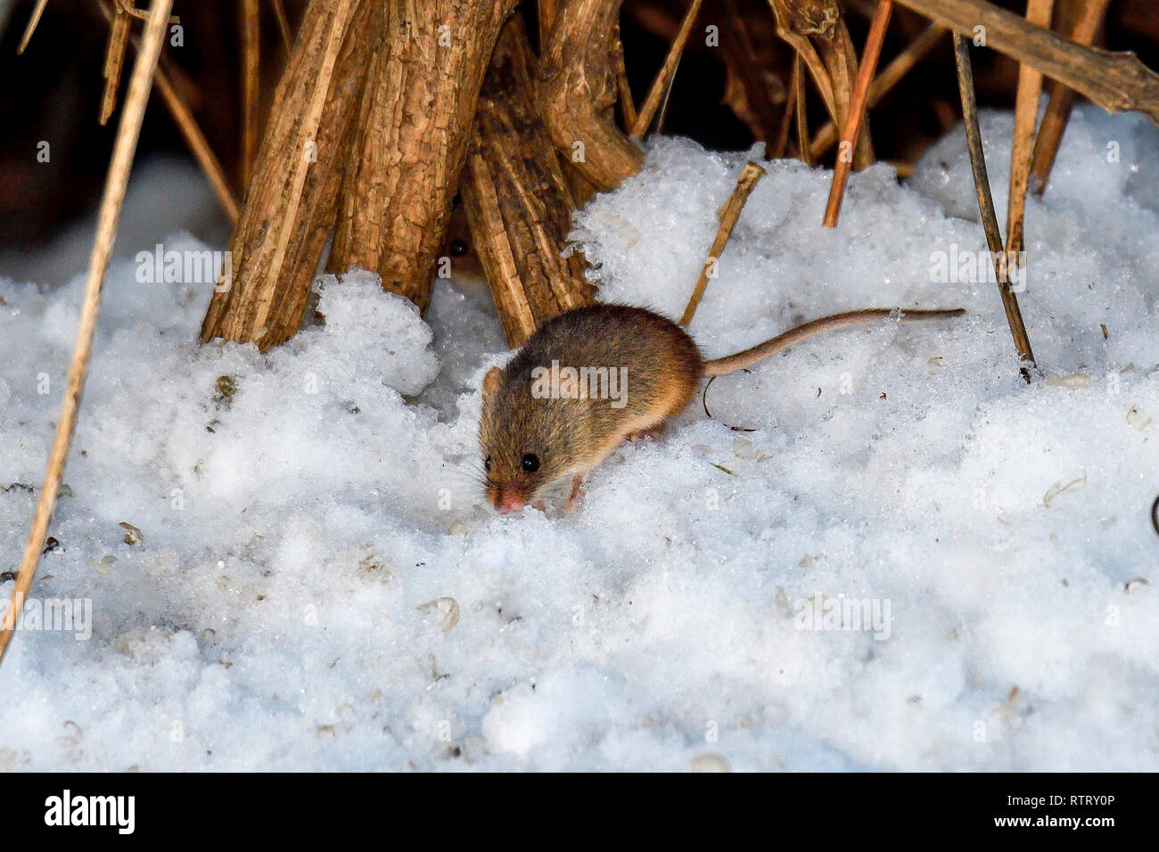 Field vole hi-res stock photography and images - Alamy