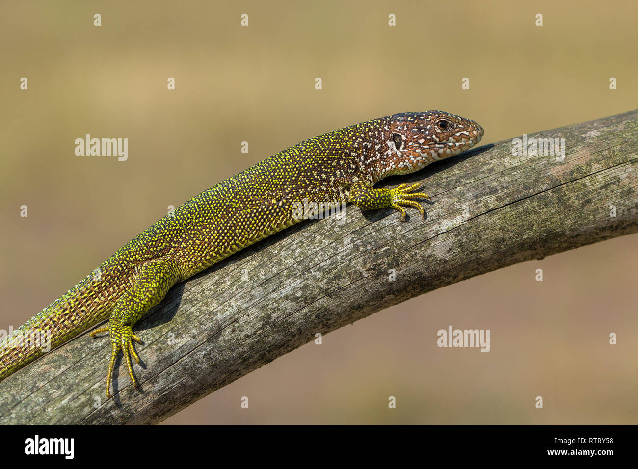Scaly tail hi-res stock photography and images - Alamy