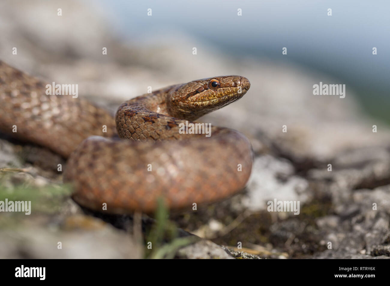 Smooth snake, Coronella austriaca, in Czech Republic Stock Photo - Alamy