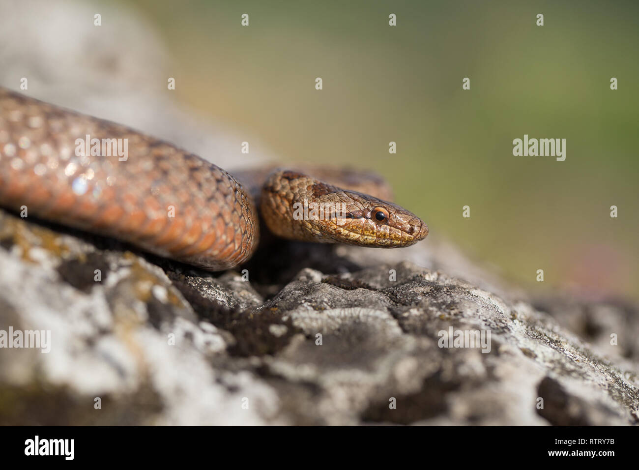 Smooth snake, Coronella austriaca, in Czech Republic Stock Photo - Alamy