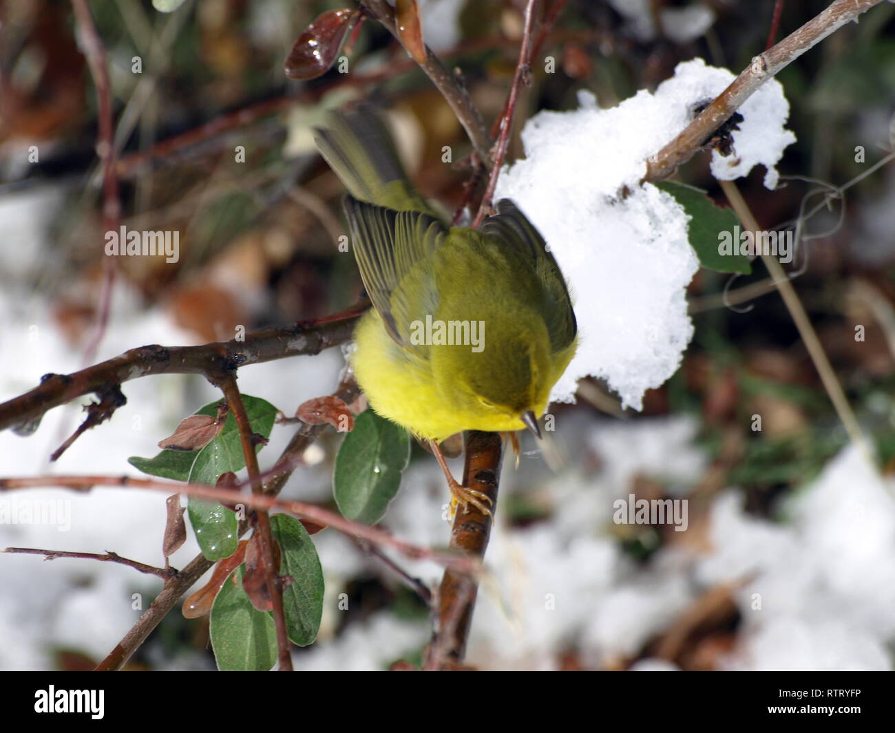 Spring bird sitting on branch hi-res stock photography and images - Alamy