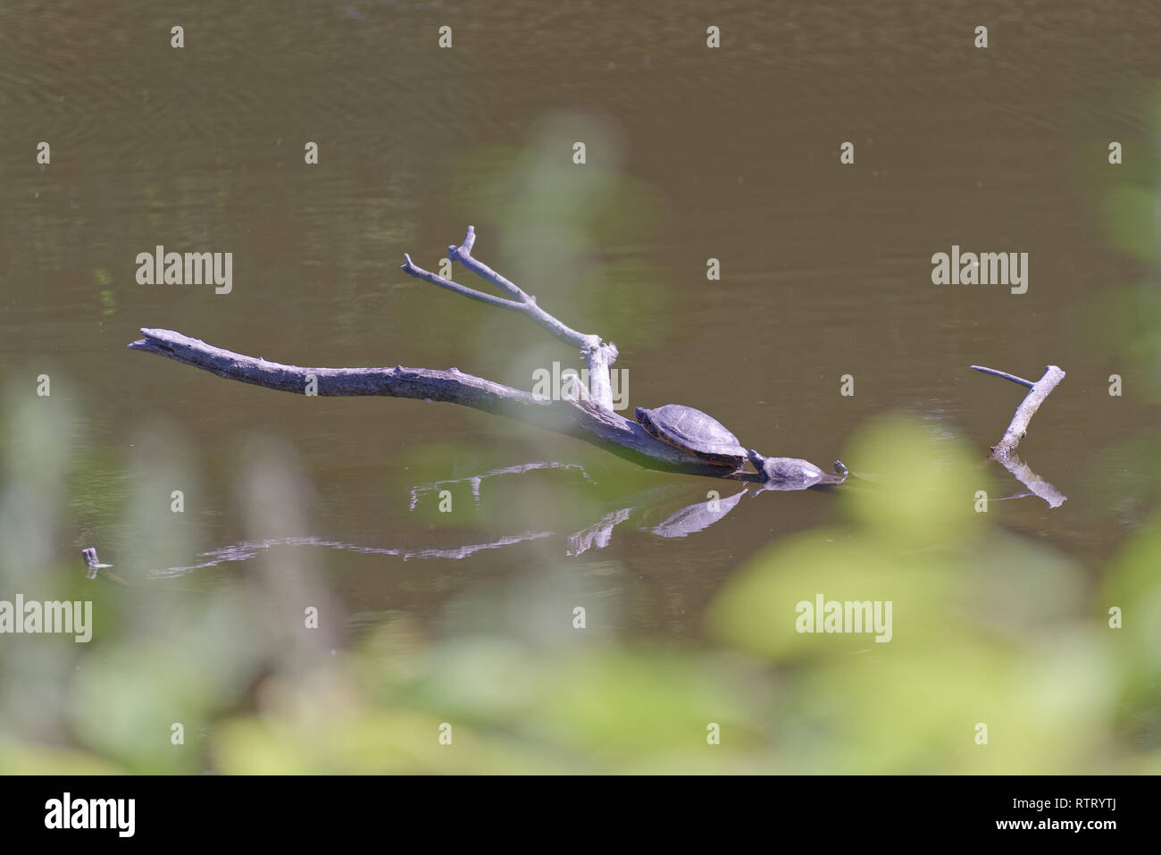 Three turtles sunbathing on a tree branch in water of a lake Stock ...
