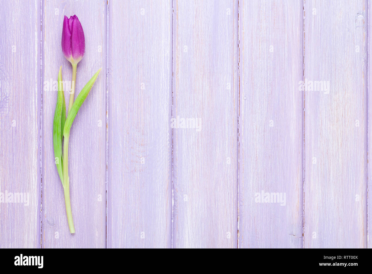 Purple tulip on wooden table. Top view with space for your text Stock ...