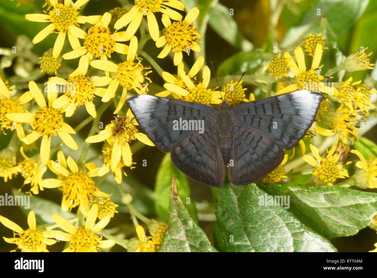 Panama yellow flowers hi-res stock photography and images - Alamy