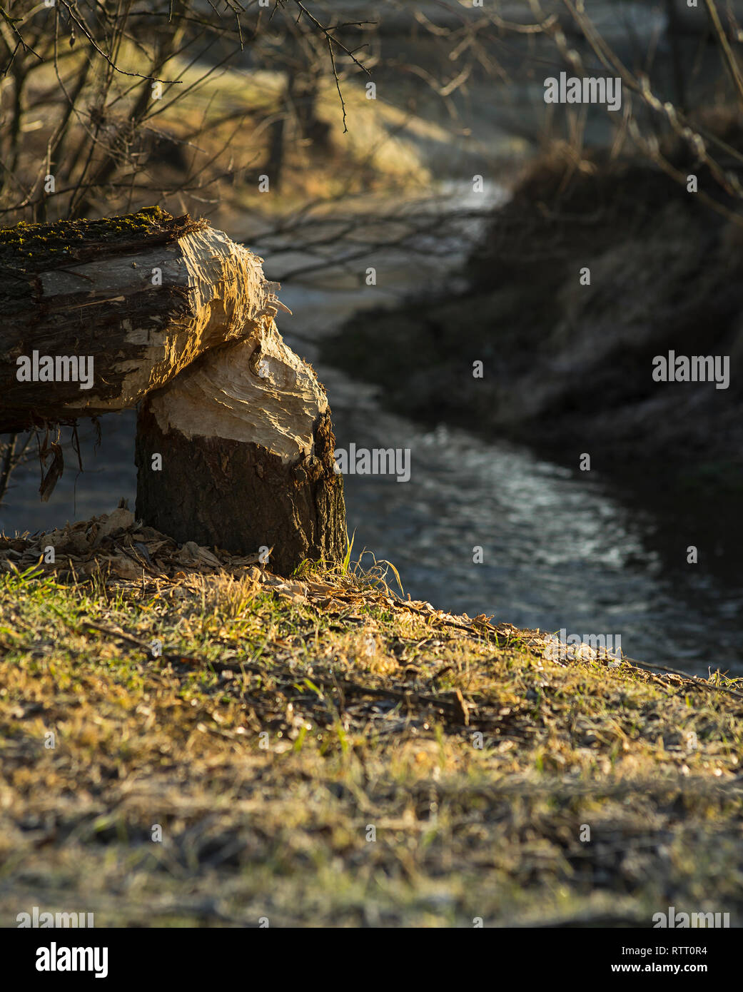 Tree cut down by a beaver near a flowing river Stock Photo - Alamy