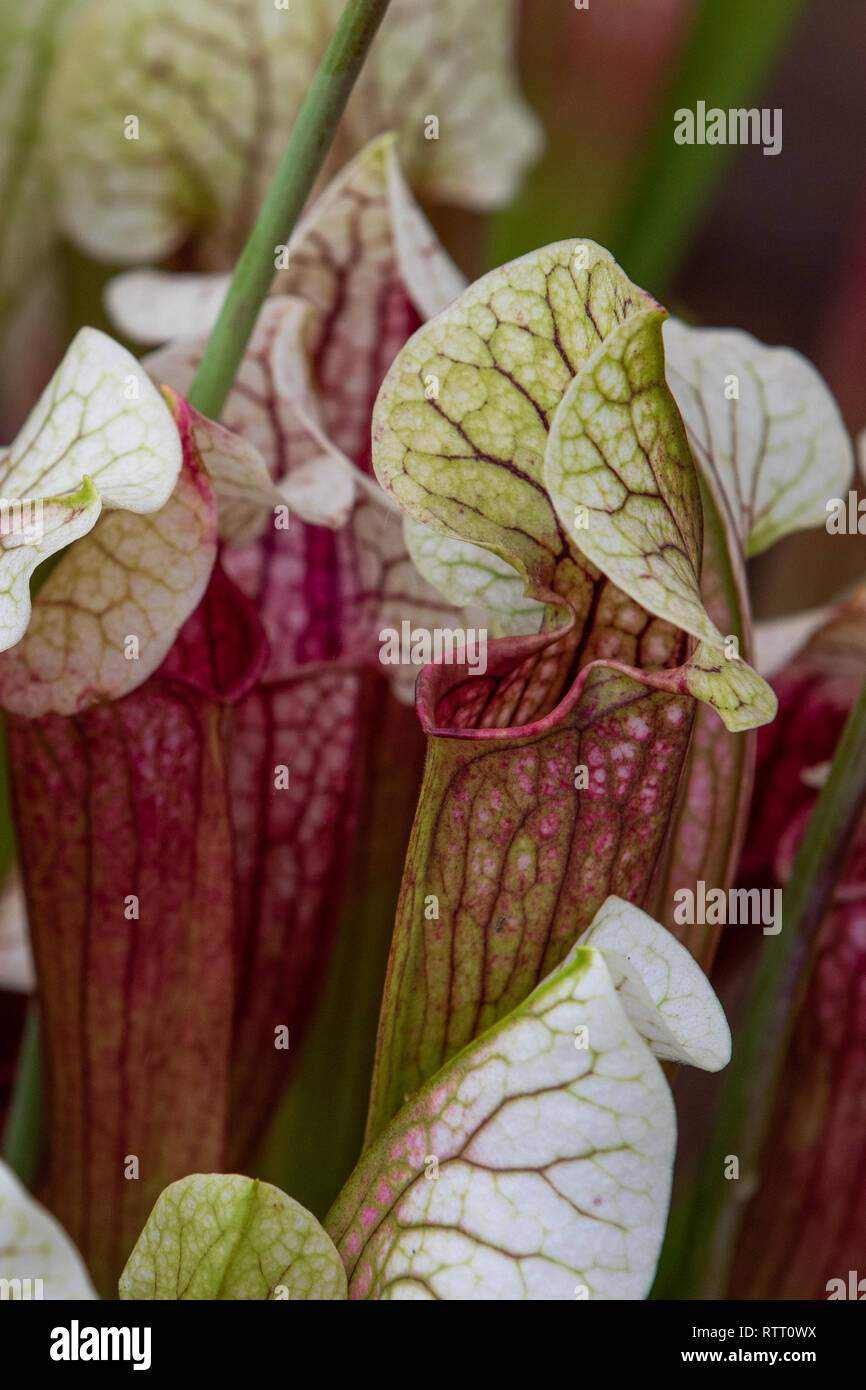 Trumpet pitcher plants hi-res stock photography and images - Alamy