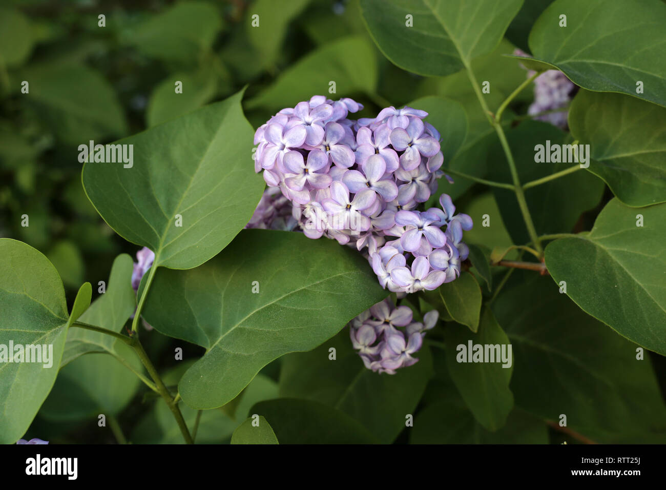 Blooming lilac tree photographed in Finland. In this photo you can see ...