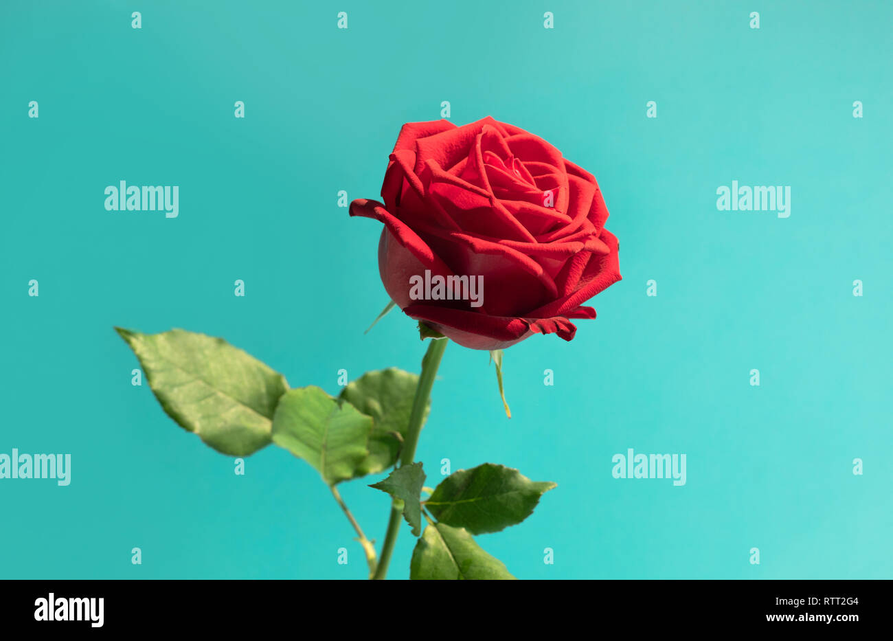 Red rose on pastel color background.Love and romance concepts ideas ...