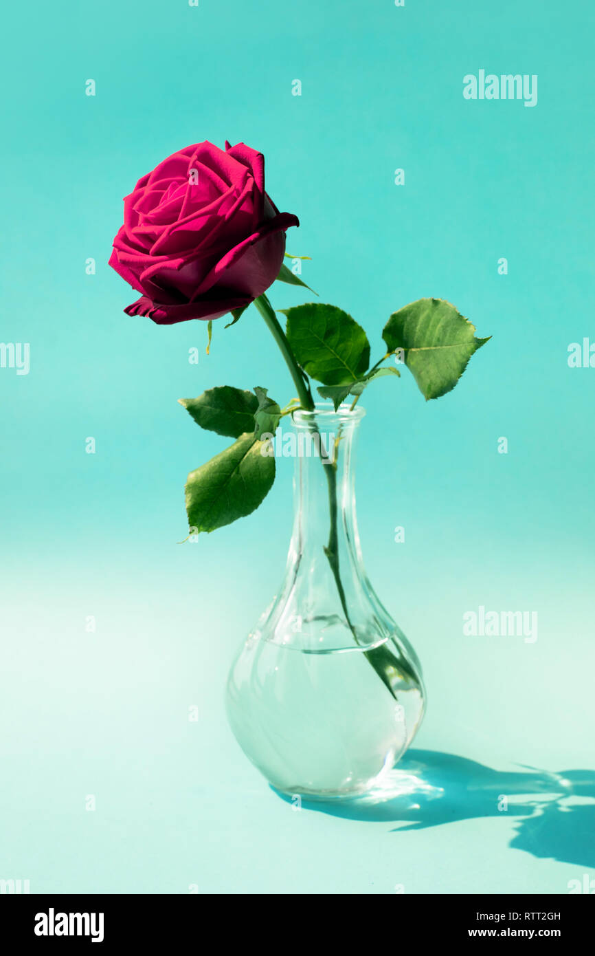 Red rose on vase on pastel color background.Love and romance concepts ...