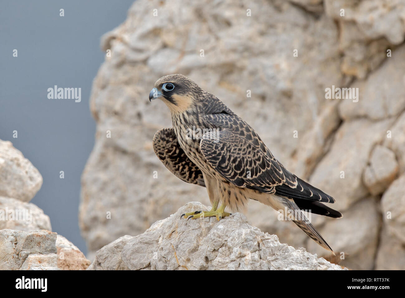 Eleonora's falcon mallorca hi-res stock photography and images - Alamy