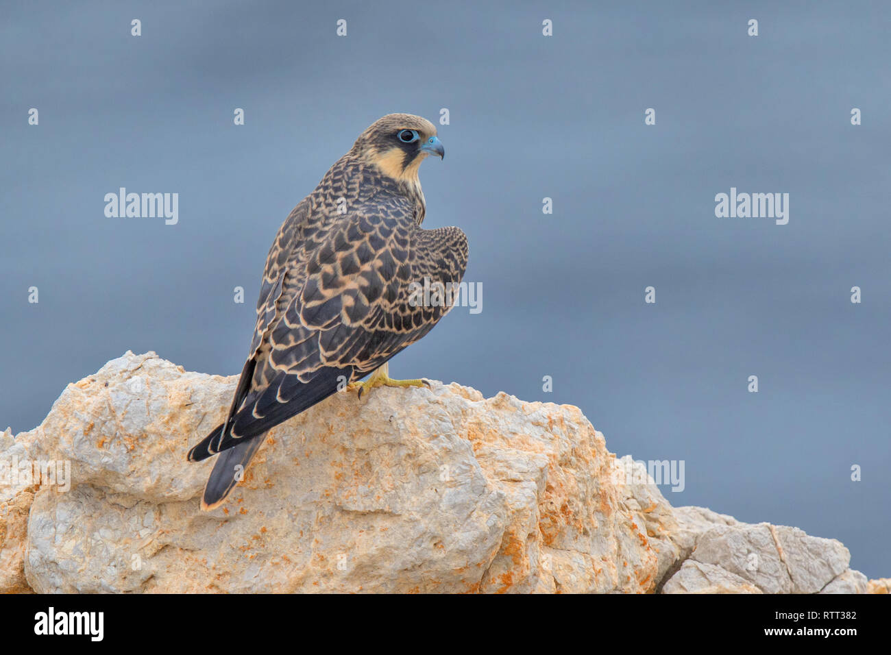 Eleonora's falcon mallorca hi-res stock photography and images - Alamy