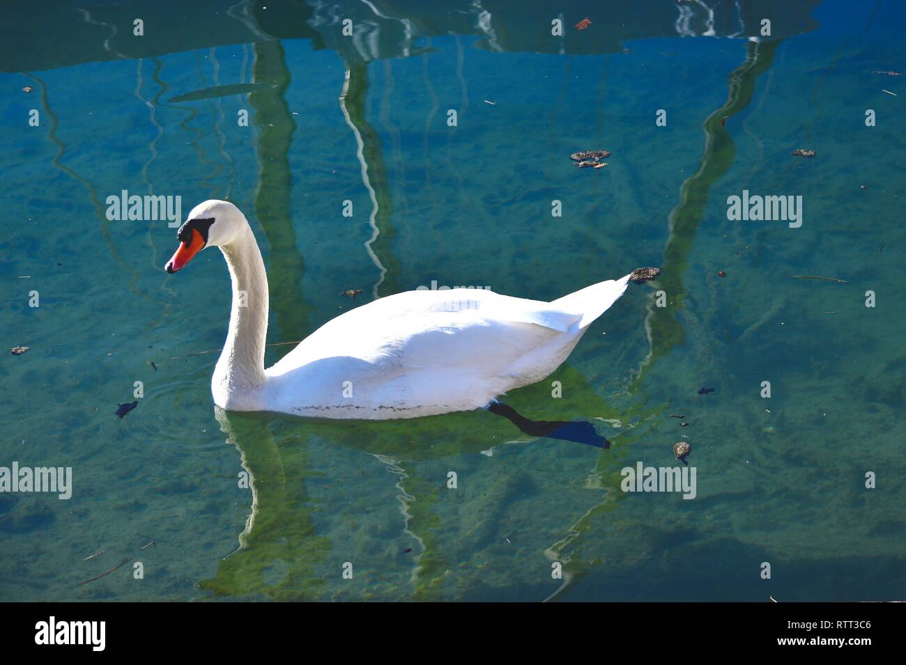 swan enjoying life on the lake of constance Stock Photo - Alamy