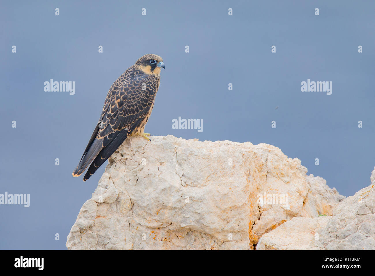 Eleonora's falcon mallorca hi-res stock photography and images - Alamy