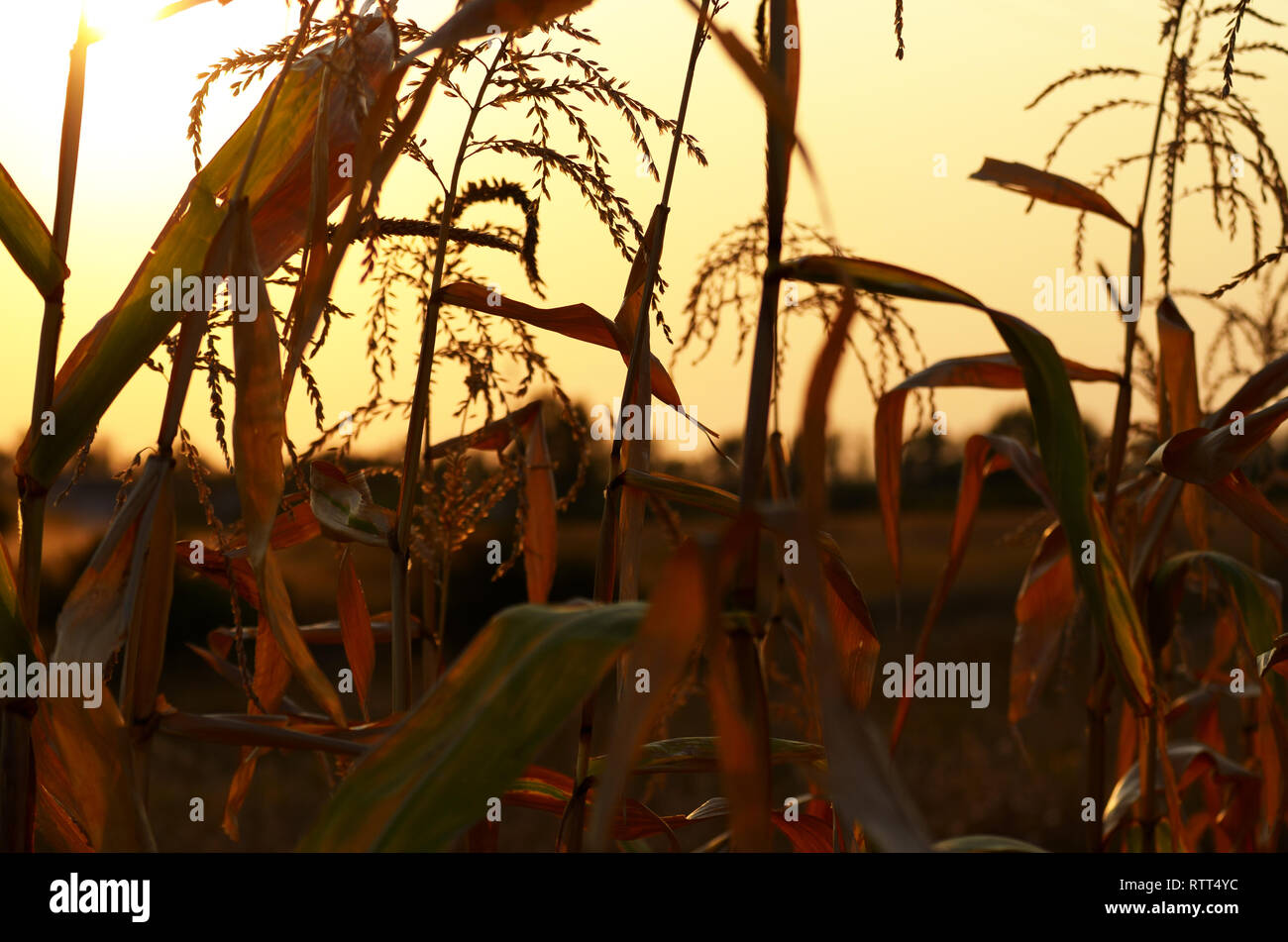 Backlit Maize field at evening sunset time Stock Photo - Alamy