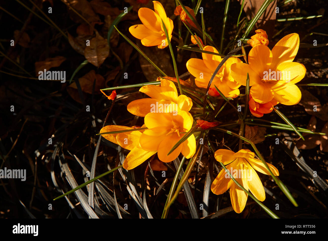 Yellow crocuses in bloom in a Kent garden, spring, southern England ...