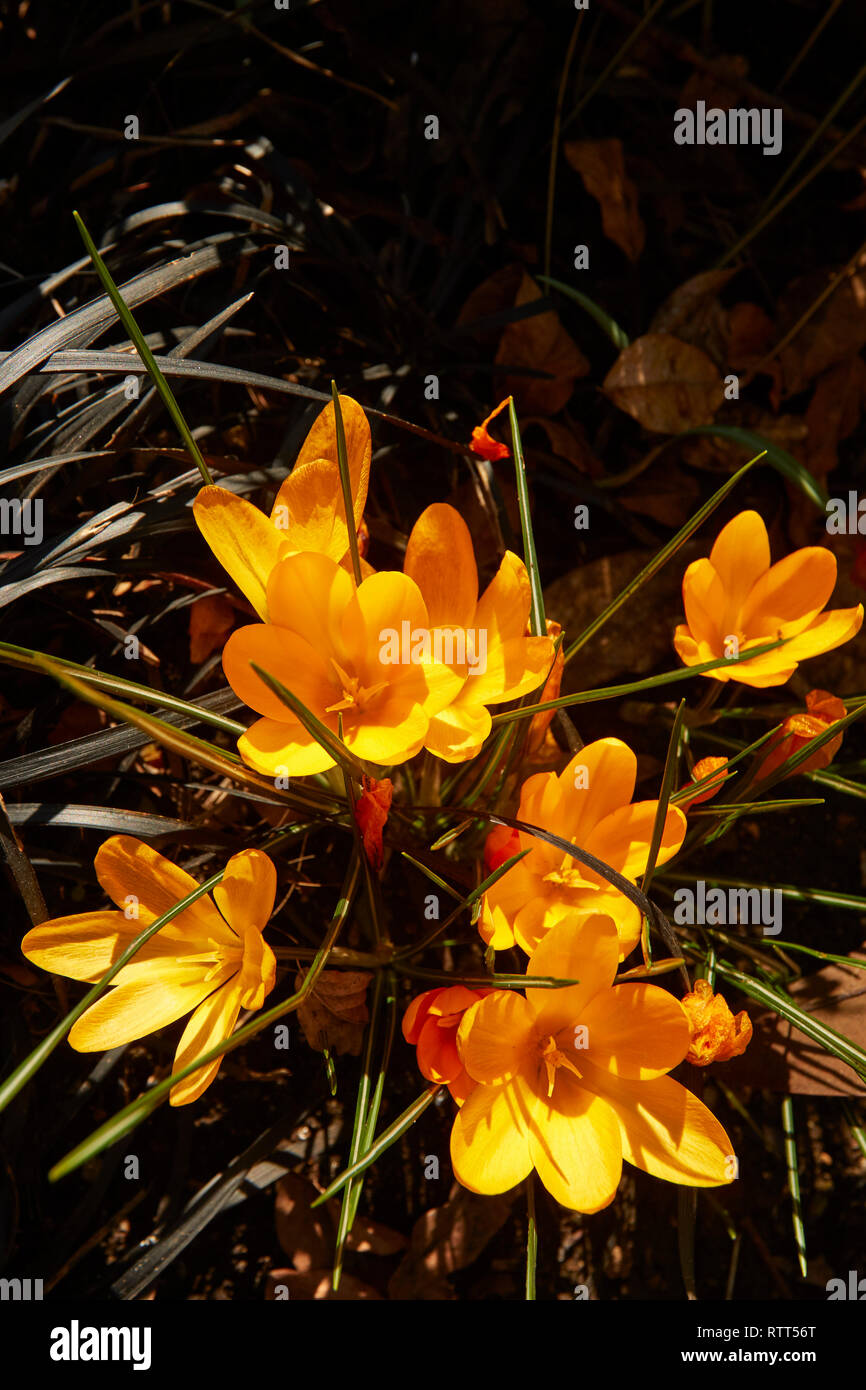 Yellow crocuses in bloom in a Kent garden, spring, southern England ...