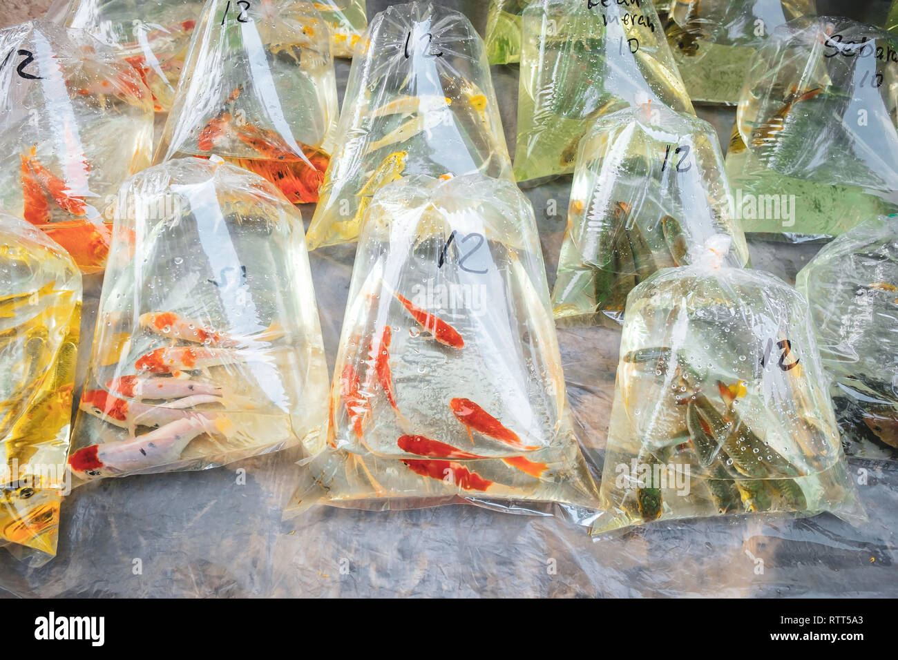 KUALA LUMPUR / MALAYSIA / JUNE 2014: Selling fishes in Pudu street ...