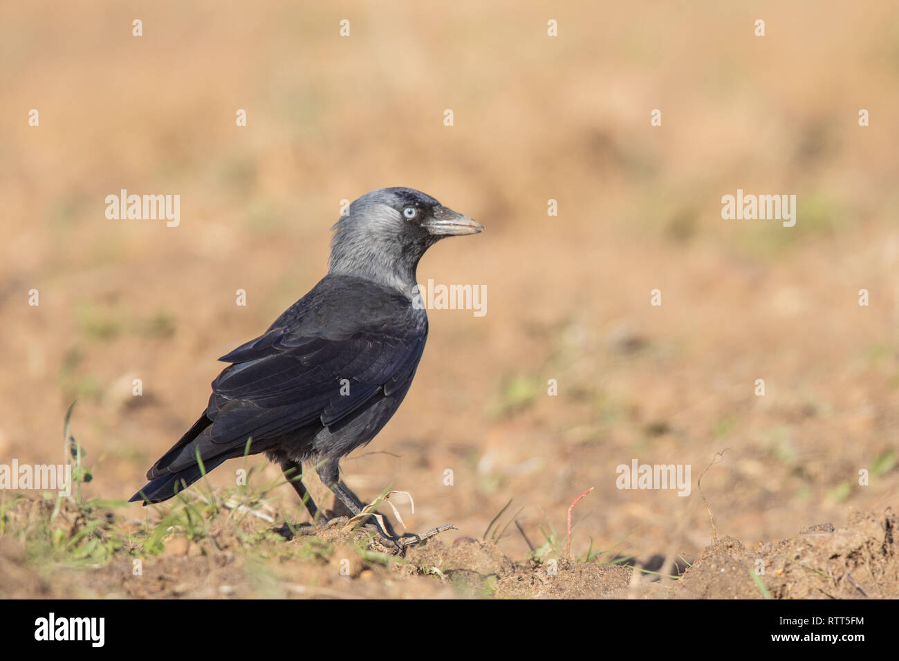 Male jackdaw hi-res stock photography and images - Alamy