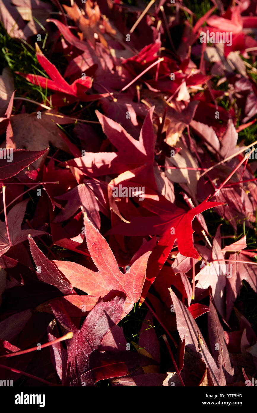 Maple leaves nature photograph Stock Photo - Alamy