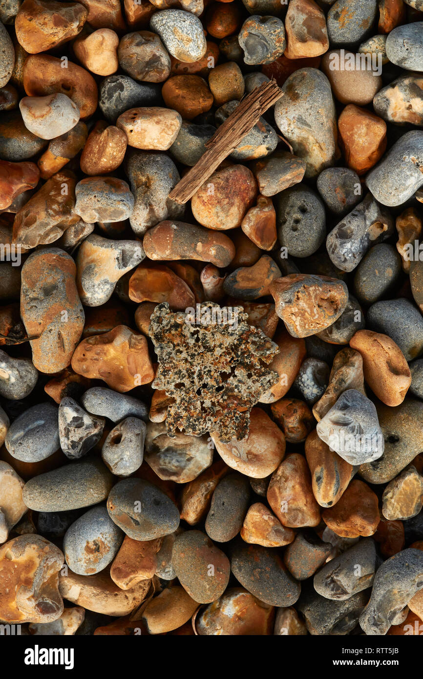 Pebble beach shells and flotsam on a marine shore, still-life Stock ...