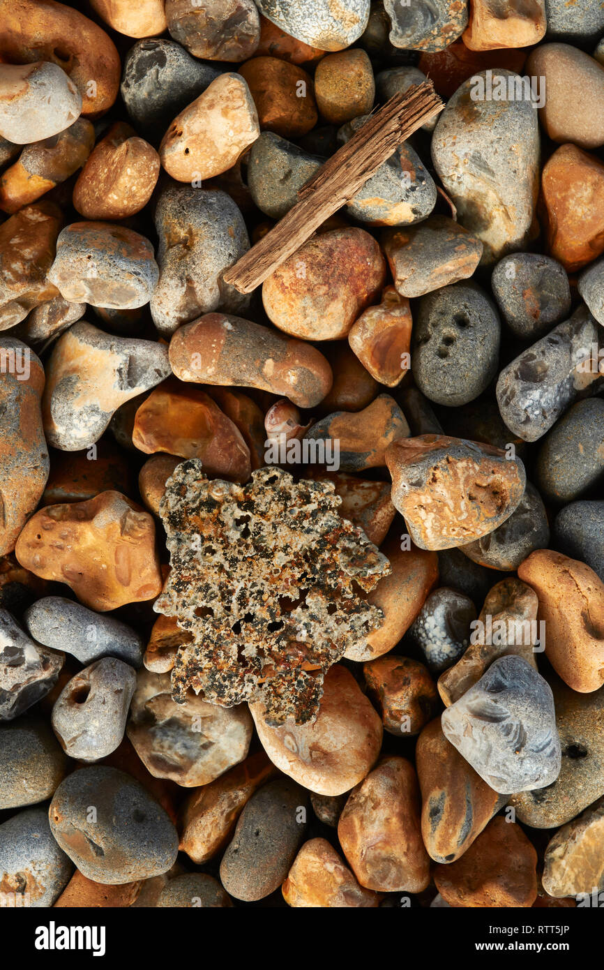 Pebble beach shells and flotsam on a marine shore, still-life Stock ...