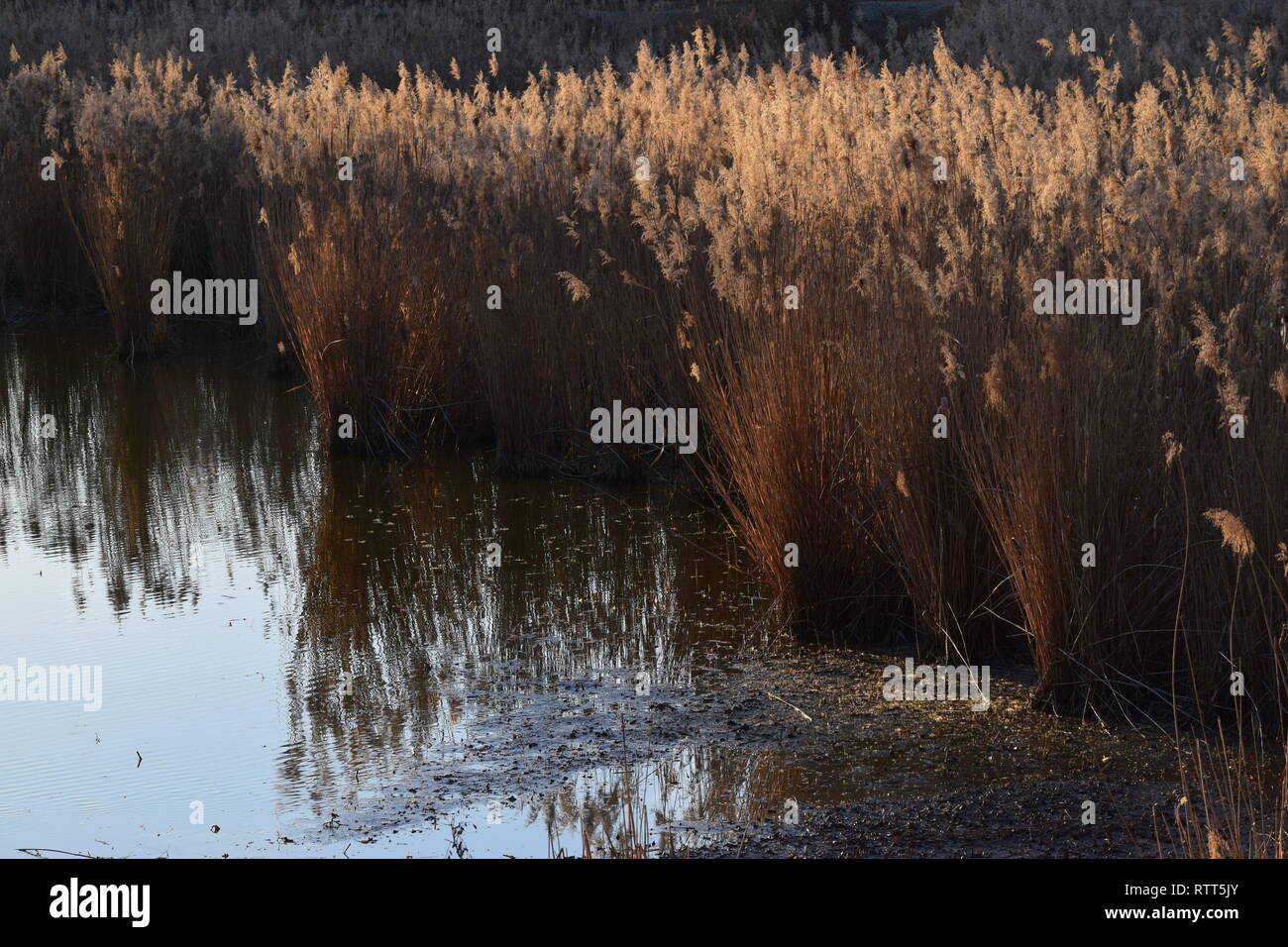 Fern in the Wetland Stock Photo - Alamy