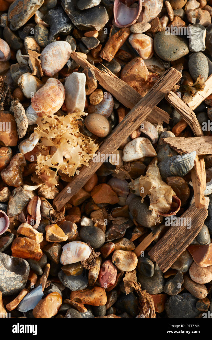 Pebble beach shells and flotsam on a marine shore, still-life Stock ...