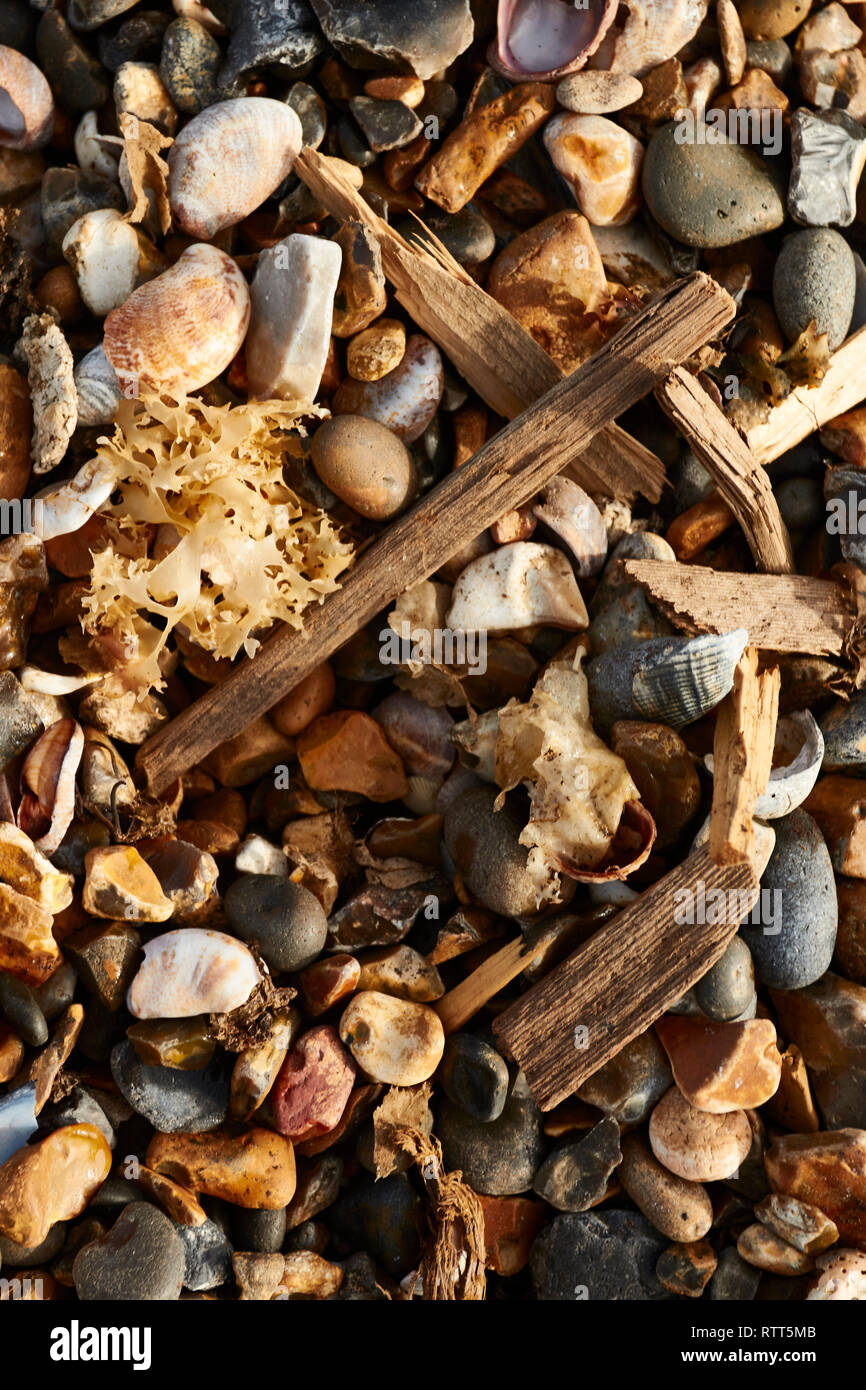 Pebble beach shells and flotsam on a marine shore, still-life Stock ...