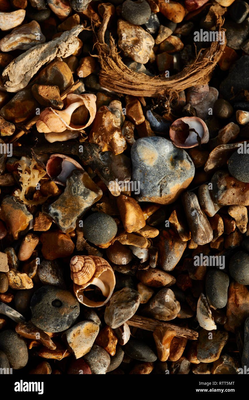 Pebble beach shells and flotsam on a marine shore, still-life Stock ...