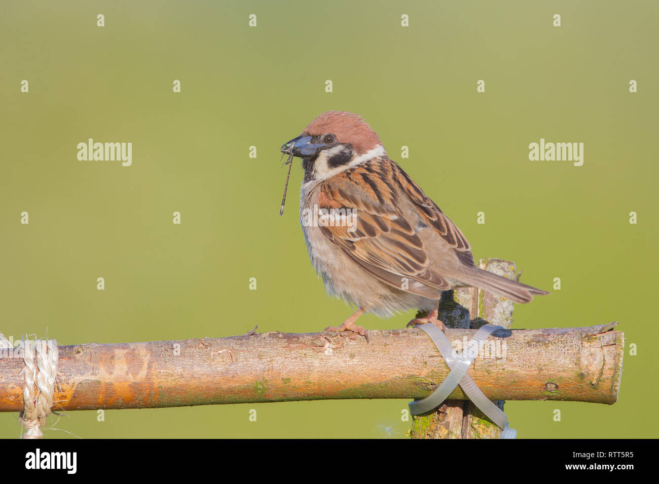 Sperlinge hi-res stock photography and images - Alamy