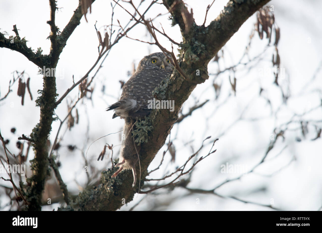 Good luck bird hi-res stock photography and images - Alamy