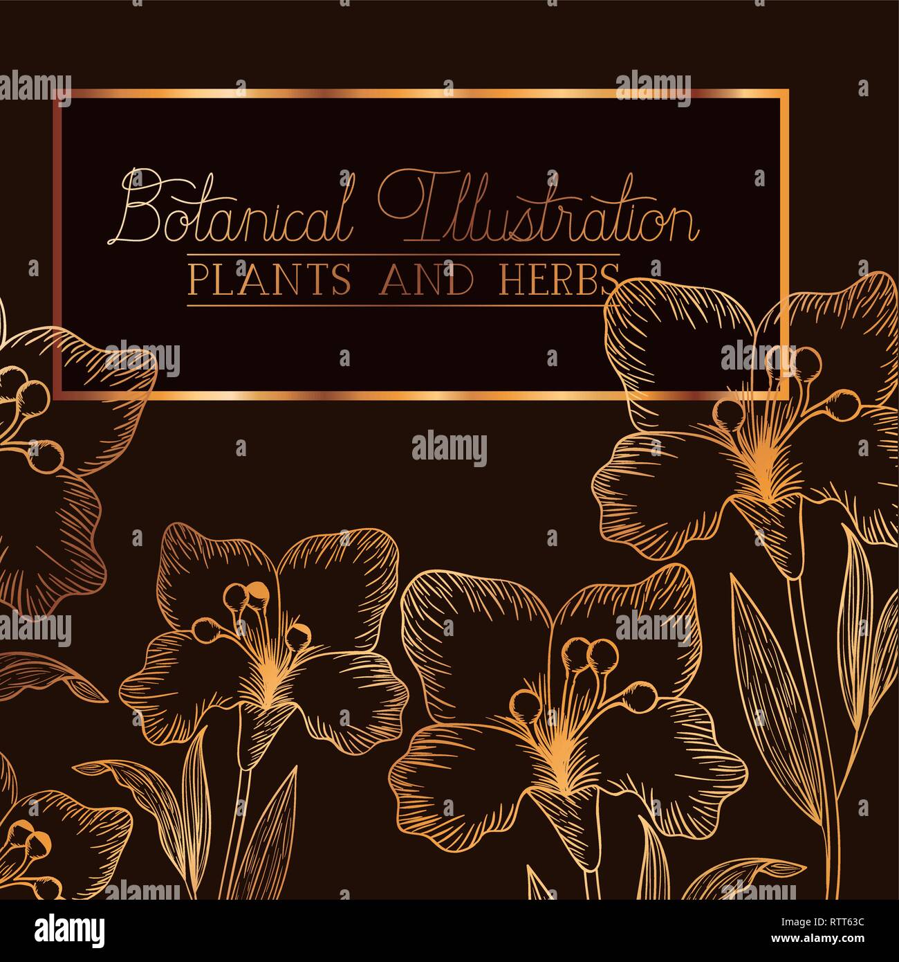 botanical illustration label with plants and herbs Stock Vector Image ...