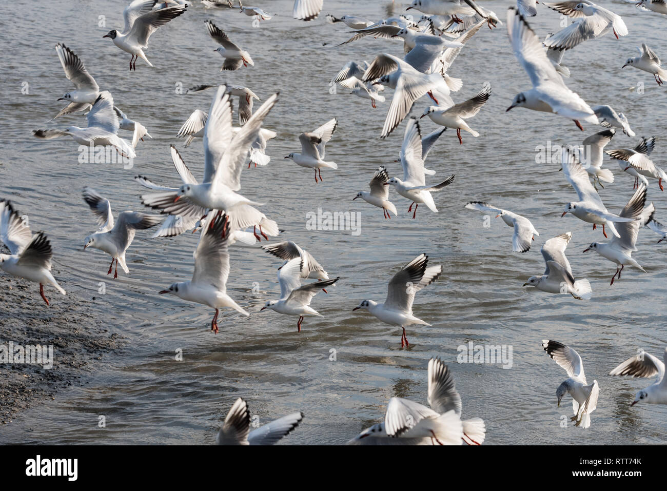 Feeding gulls (mainly Black-headed Stock Photo - Alamy
