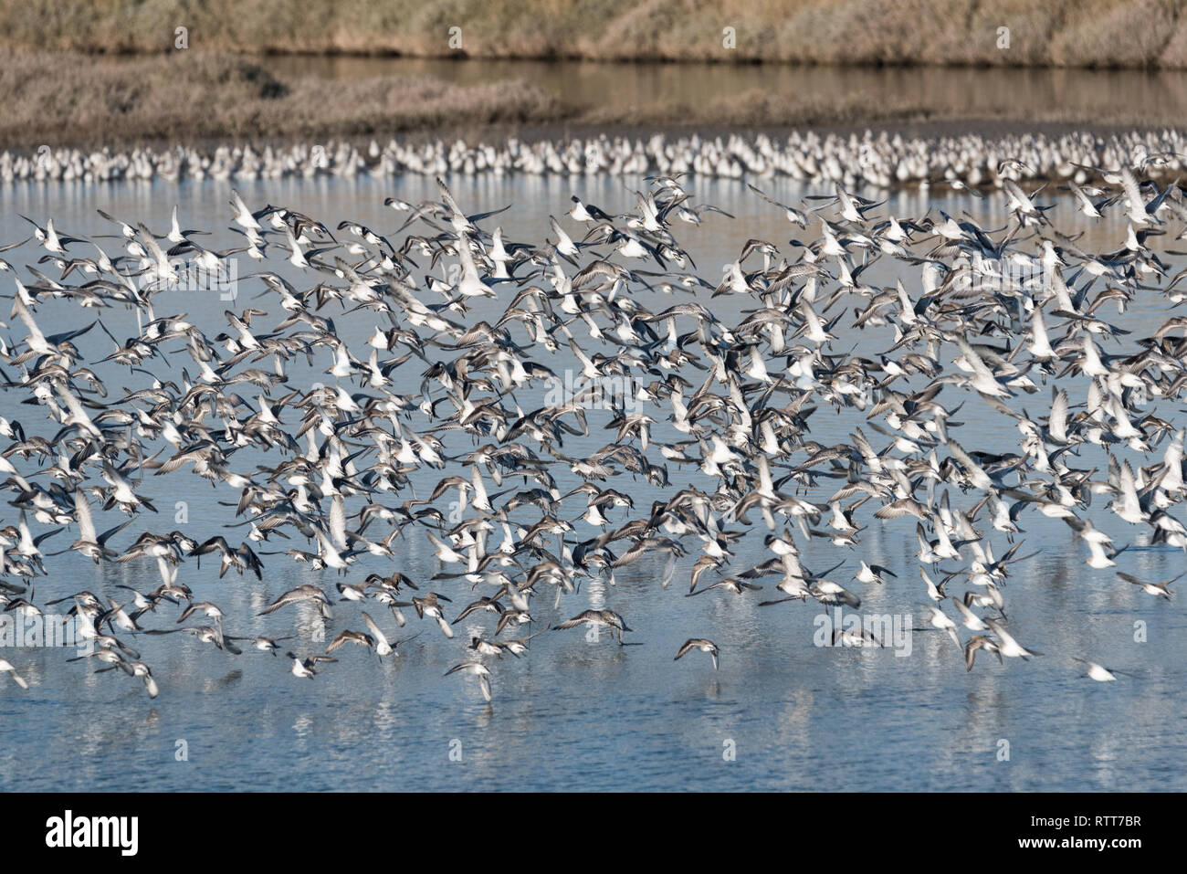Mixed flock of mainly Red Knot and Dunlin flying Stock Photo - Alamy
