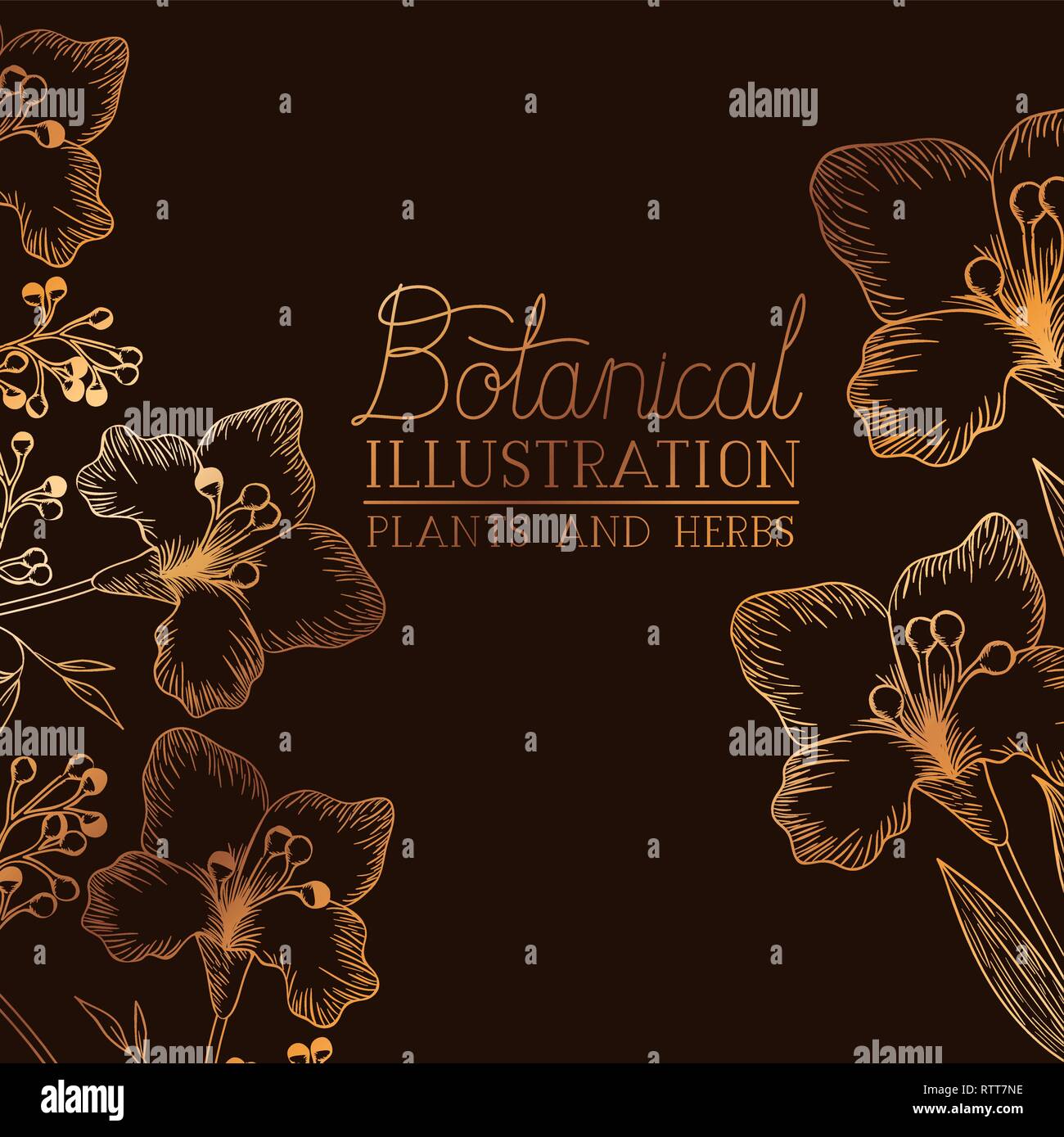 botanical illustration label with plants and herbs Stock Vector Image ...