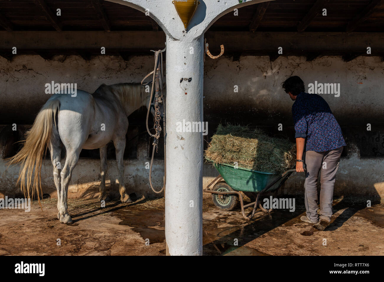 Man Working, Feeding and Cleaning Horses and Stable on a Ranch in ...