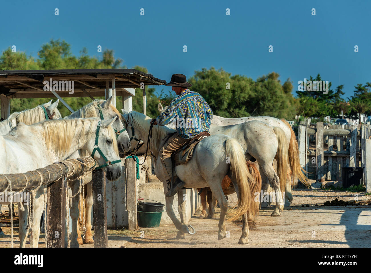 Old French Cowboy working with his Horses on a Ranch in the Camargue ...