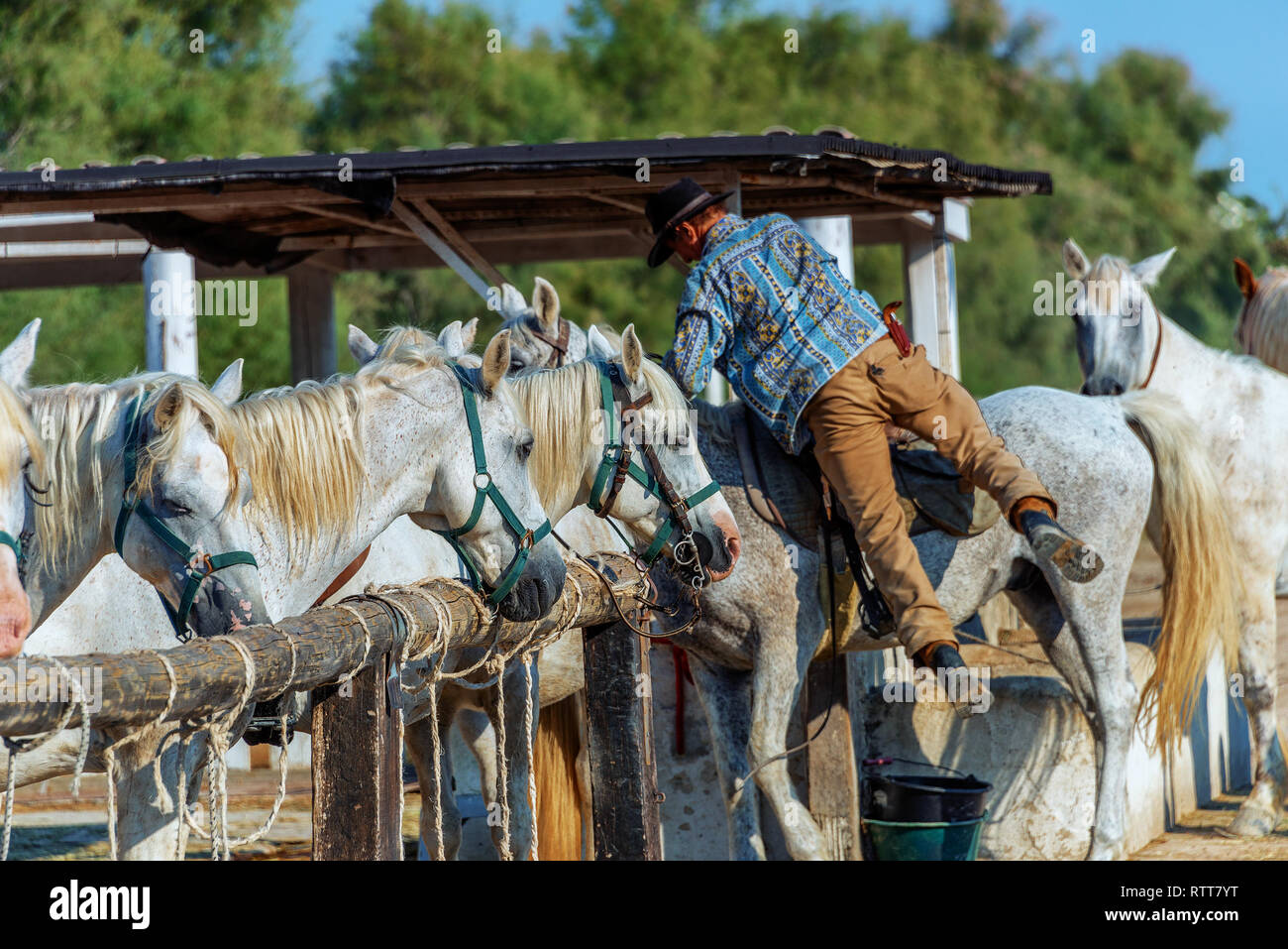 Old French Cowboy working with his Horses on a Ranch in the Camargue ...