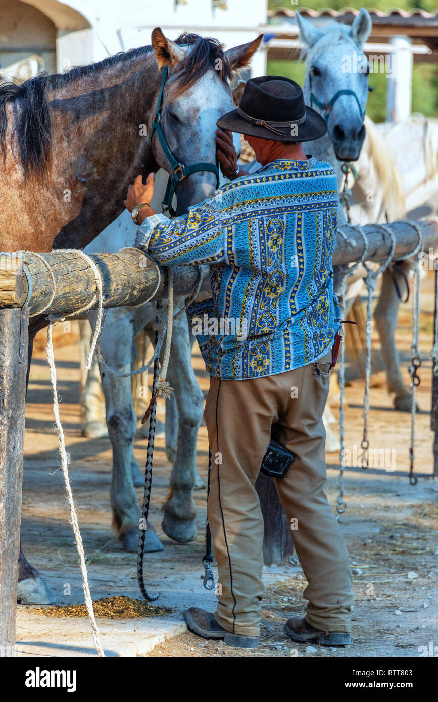 Old French Cowboy working with his Horses on a Ranch in the Camargue ...