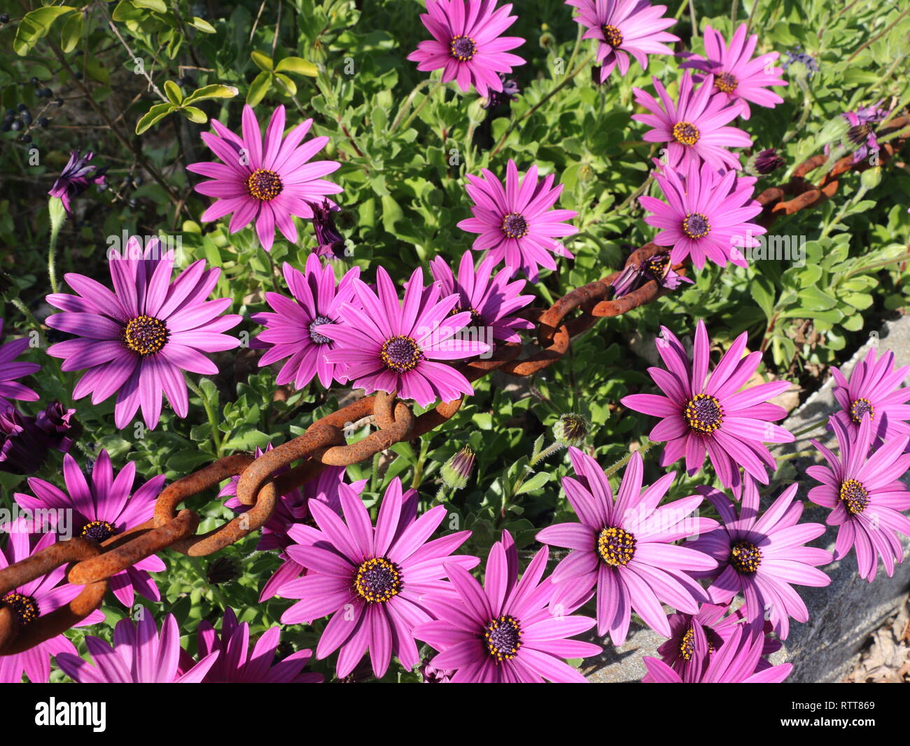 Pink daylight hi-res stock photography and images - Alamy
