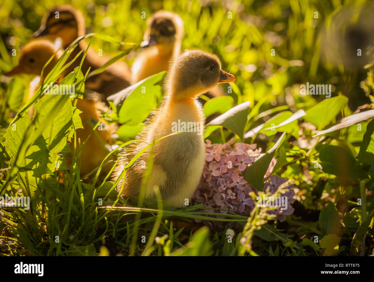 Group of ducklings walking in the grass at sunset Stock Photo - Alamy