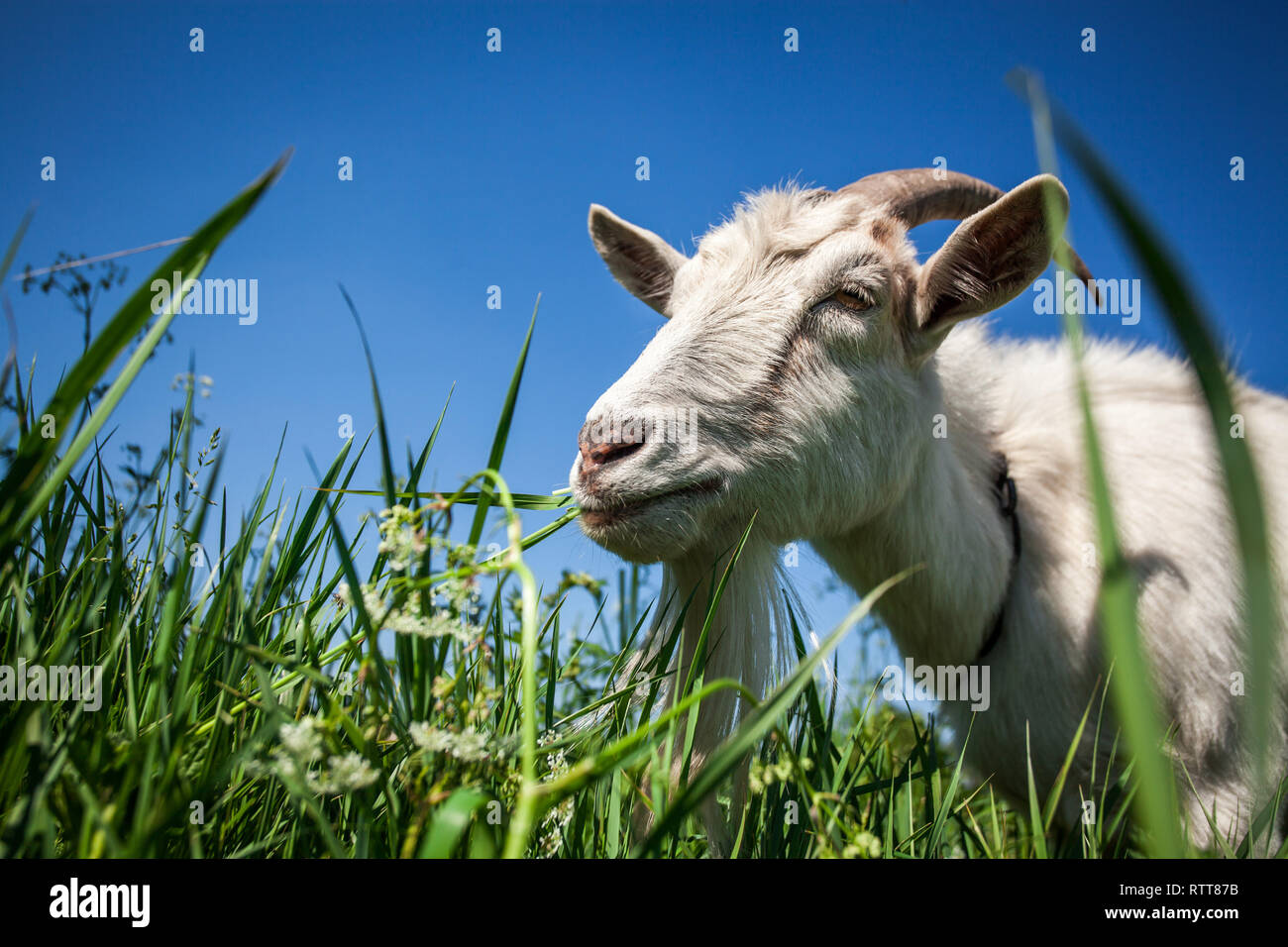 Portrait of a goat chewing grass on the field. Farm. Domestic animals ...