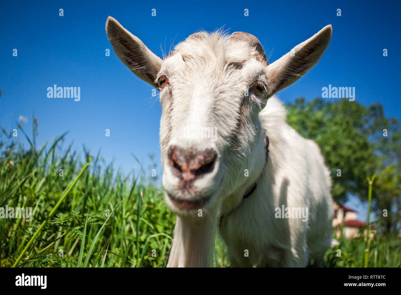 Portrait of a goat chewing grass on the field. Farm. Domestic animals ...