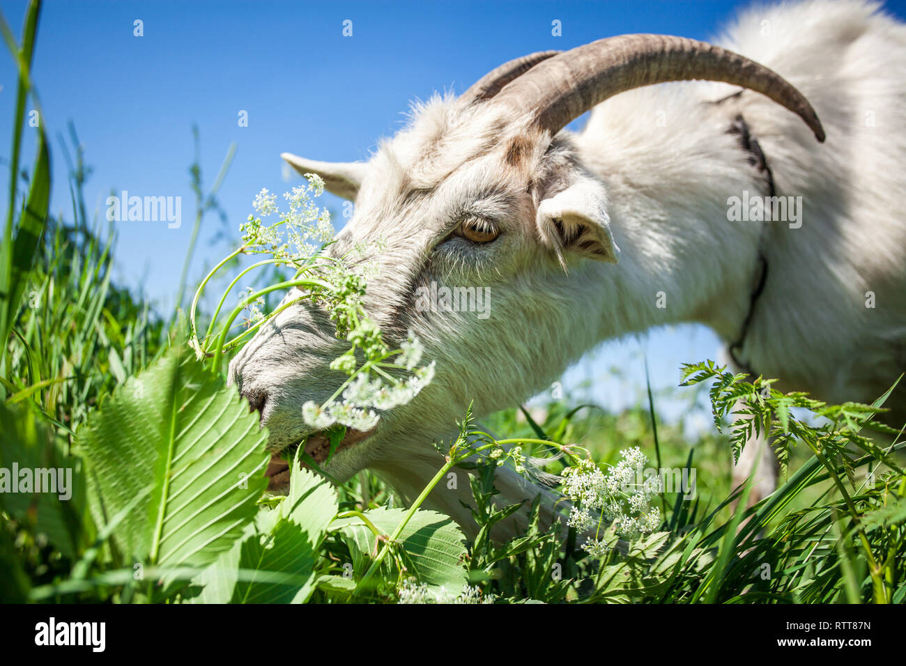 Goat Chewing Grass High Resolution Stock Photography and Images - Alamy