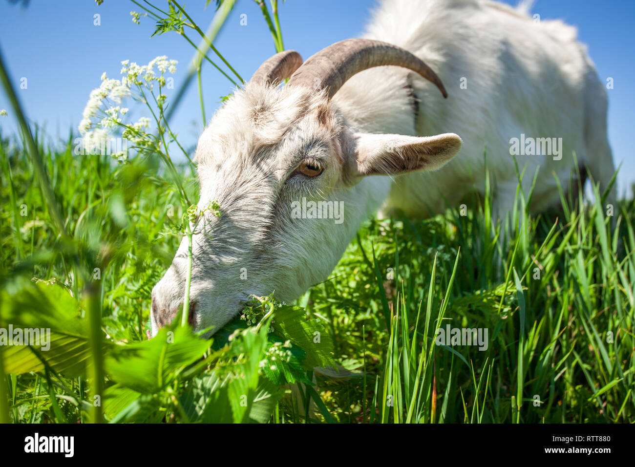 Goat chewing hi-res stock photography and images - Alamy