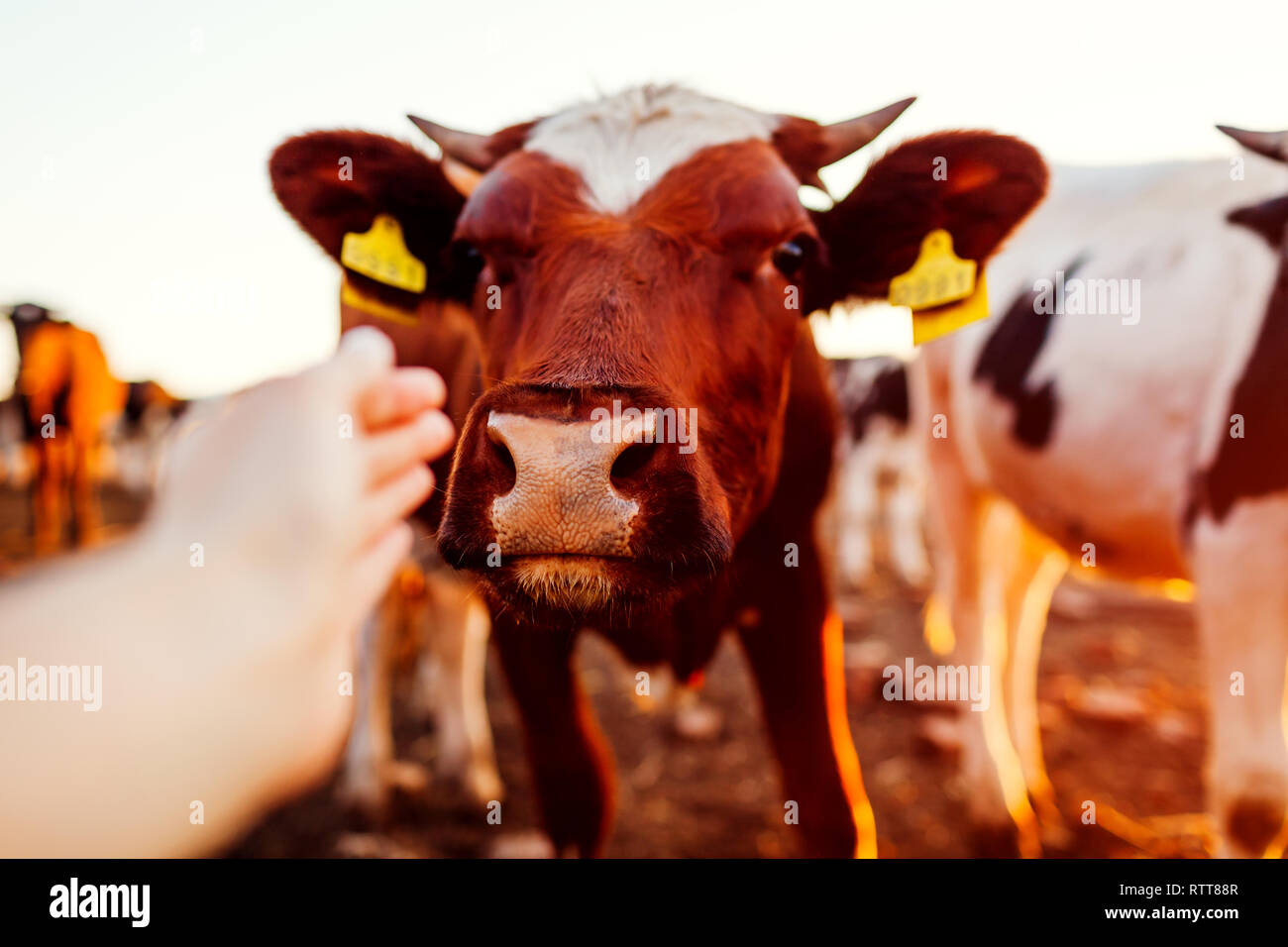 Farmer touching cow hi-res stock photography and images - Alamy
