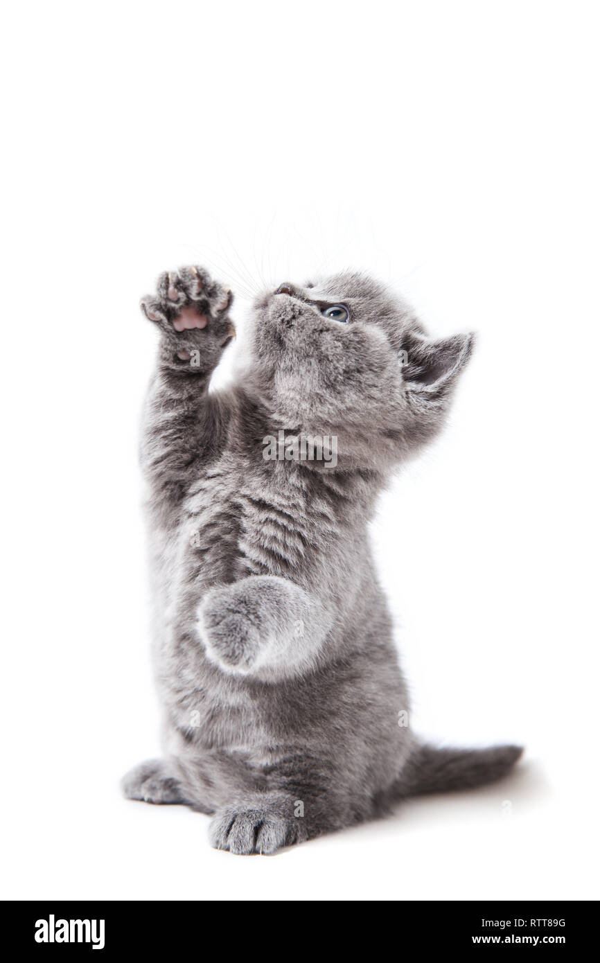 Little grey british kitten isolated on white background. Cat playing ...